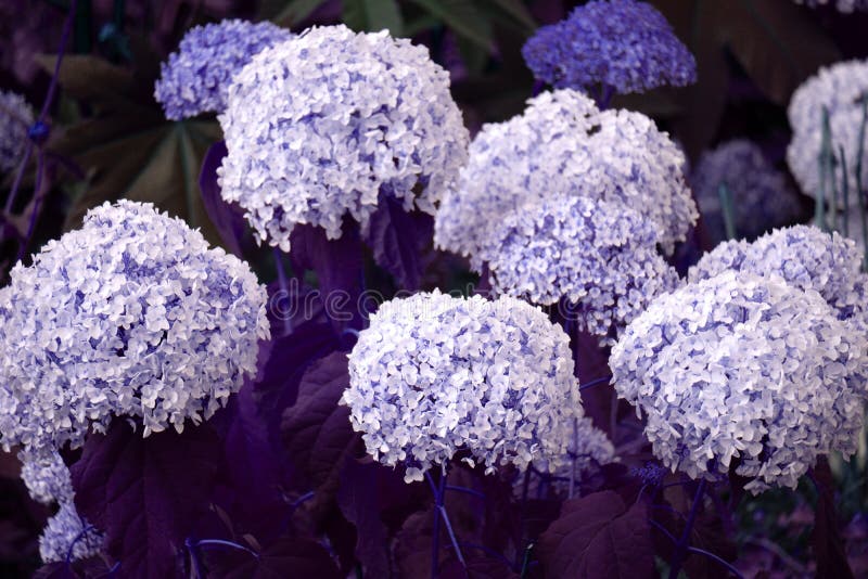 281 Hydrangea Macrophylla Petal Abstract Blue Stock Photos - Free ...