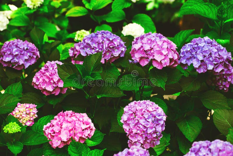 Hydrangea flowers stock photo. Image of beautiful, color - 57260986