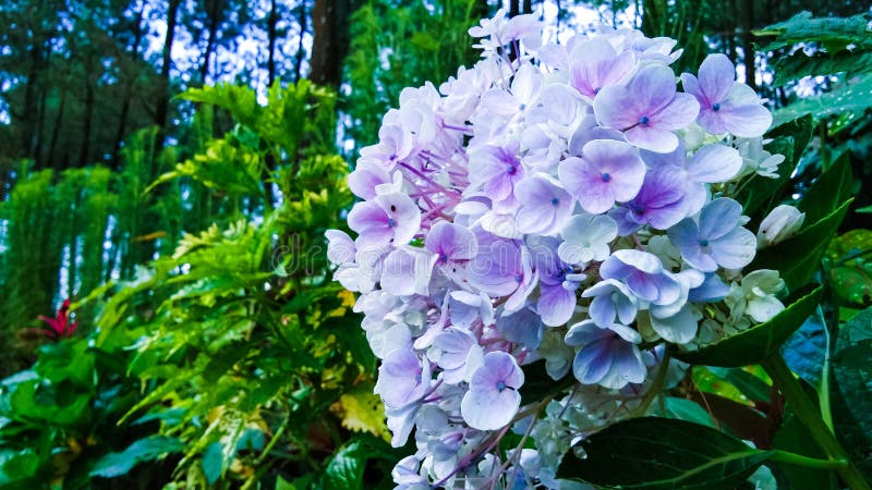 Hydrangea Flowers or Pancawarna Stock Photo - Image of june, color ...