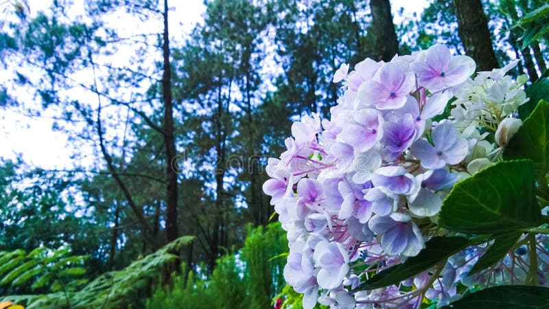 Hydrangea Flowers or Pancawarna Stock Photo - Image of bigleaf, shrub ...