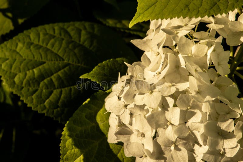 Hydrangea Flowers in the Sunset Light of the Sun. Stock Image - Image ...