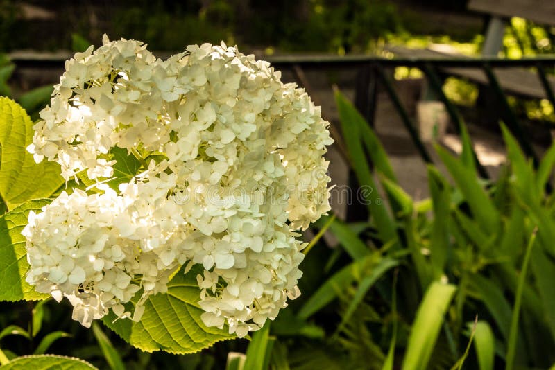 Hydrangea Flowers in the Sunset Light of the Sun. Stock Photo - Image ...