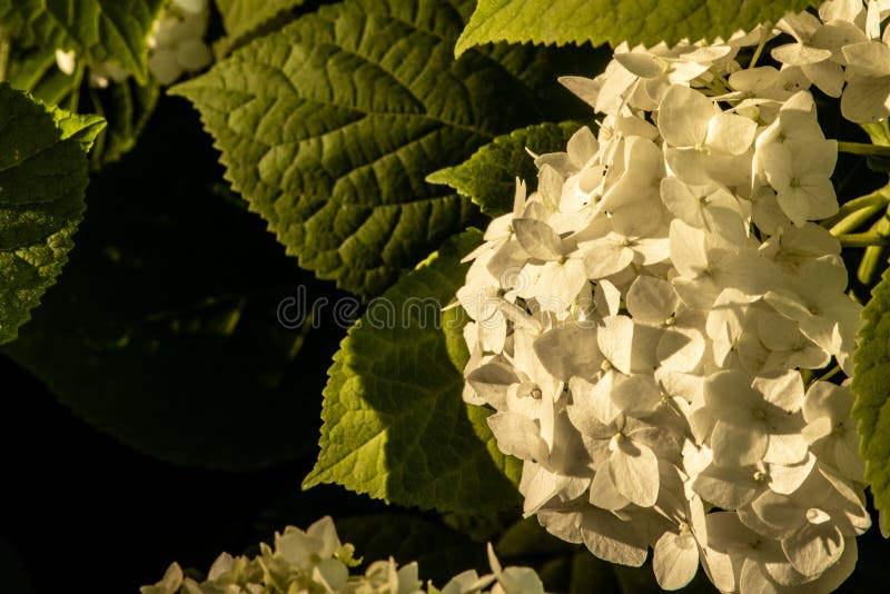 Hydrangea Flowers in the Sunset Light of the Sun. Stock Photo - Image ...