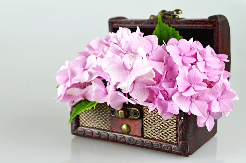 Hydrangea flowers stock photo. Image of pink, trunk, women - 74307740