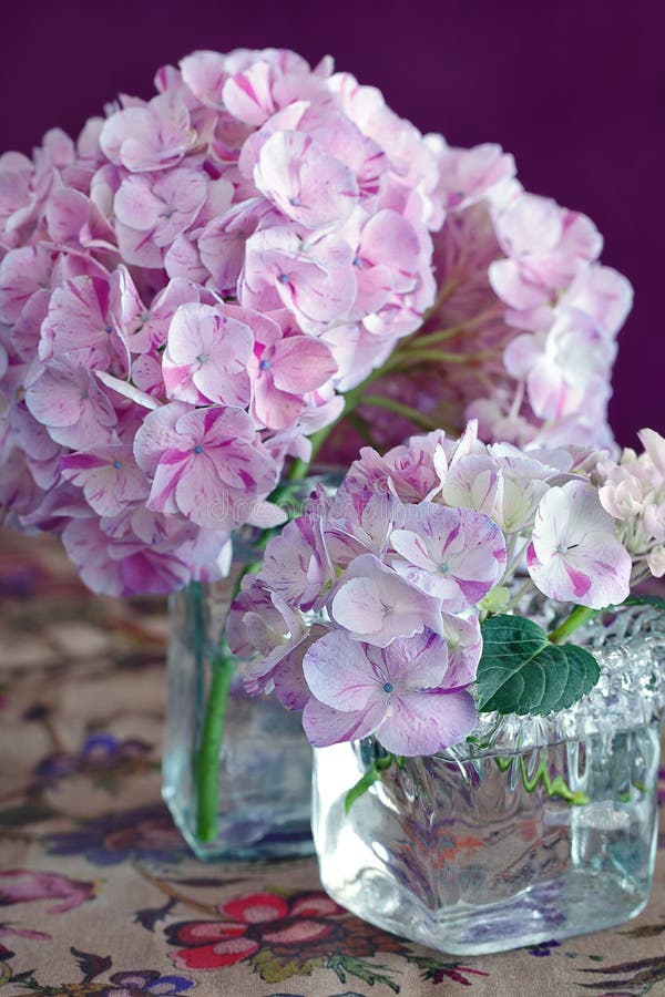 Hydrangea Flowers in a Vase on a Table Stock Photo - Image of beauty ...