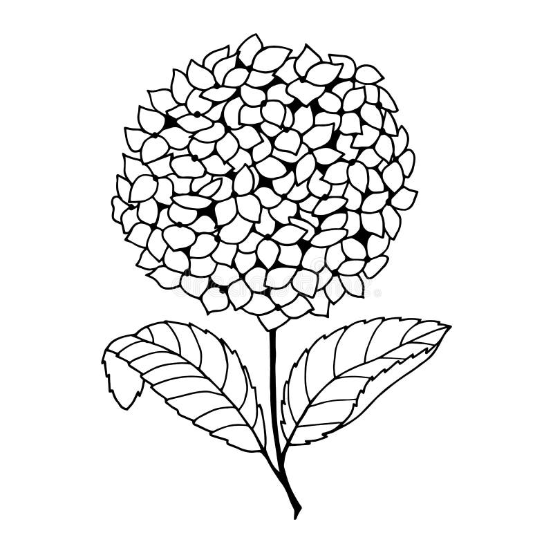 Hydrangea Flowers. Vector Stock Illustration Eps10. Hand Drawing ...