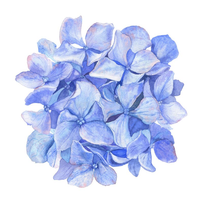 Hydrangea Flowers. Watercolour Illustration. Stock Illustration ...
