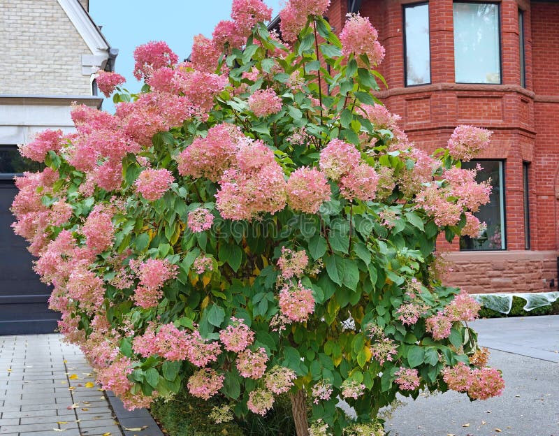 Hydrangea Flowers that are White in the Summer Turn Pink Stock Photo ...