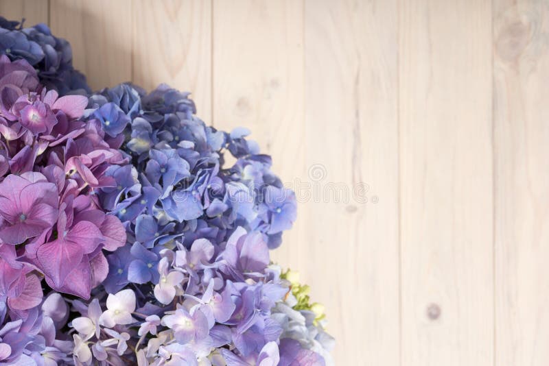 Hydrangea Flowers on White Wooden Background. Top View with Copy Space ...