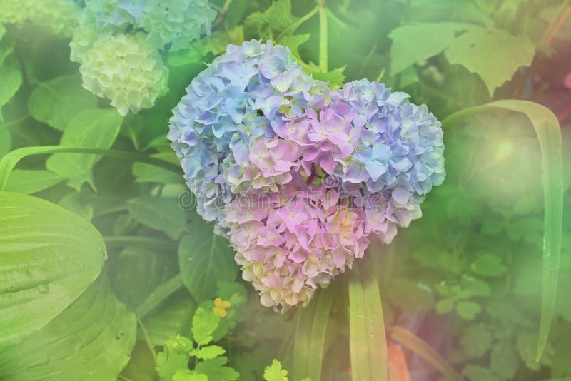 Hydrangea in form of heart stock image. Image of pink - 91120547