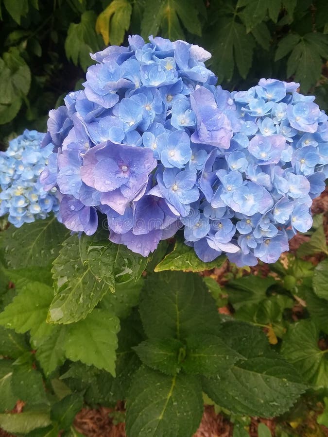 Hydrangea full bloom stock photo. Image of blossom, plant - 188526020