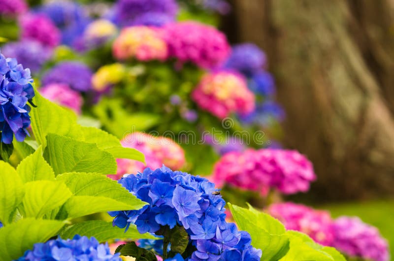 Hydrangea garden stock image. Image of summer, gardening - 30429111