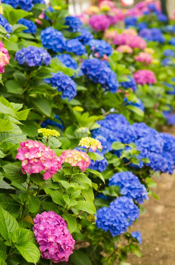 Hydrangea garden stock image. Image of spring, nature - 30429267