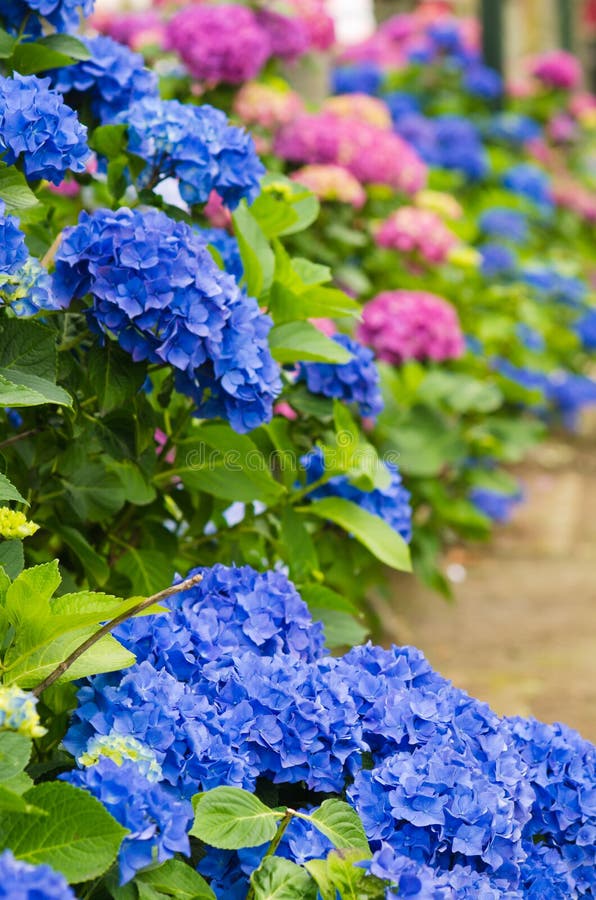 Hydrangea garden stock image. Image of spring, plants - 30429315
