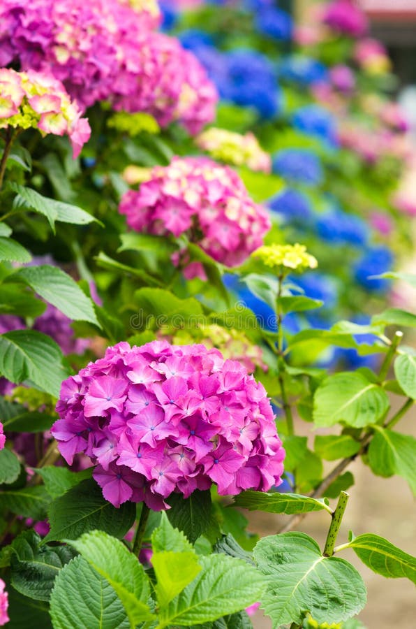 Hydrangea garden stock image. Image of petal, flora, purple - 30429349