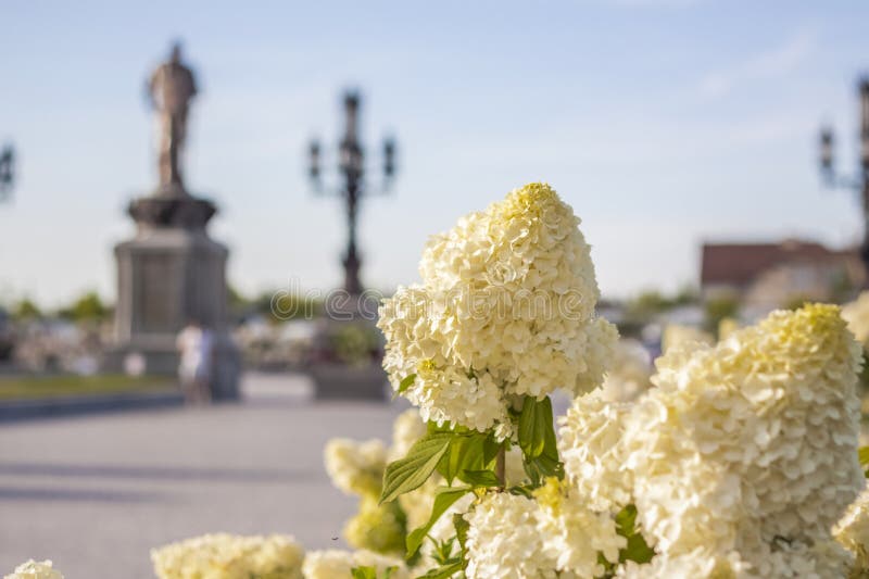 Hydrangea in the Garden in a Flowerbed Under the Open Sky. Lush ...