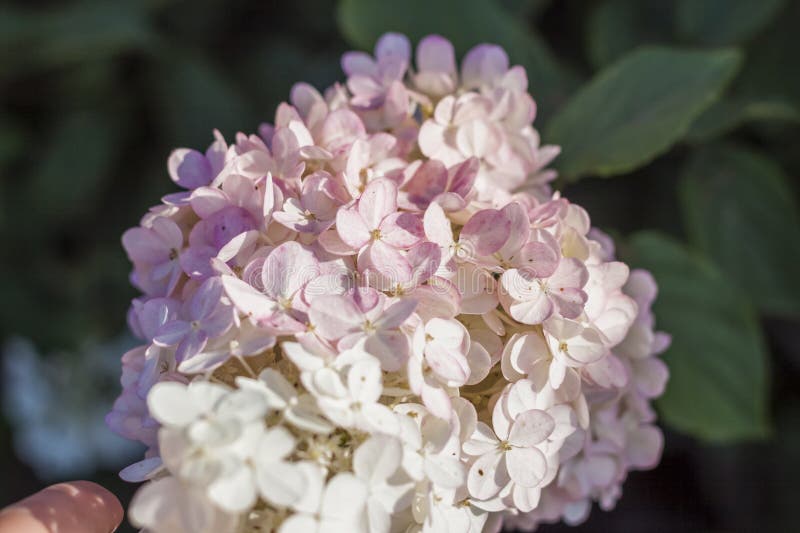 Hydrangea in the Garden in a Flowerbed Under the Open Sky. Lush Delightful Huge Inflorescence of ...