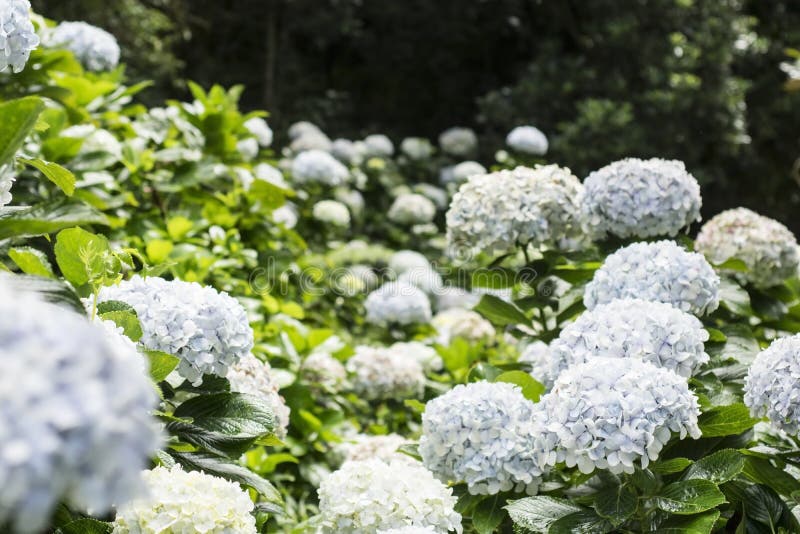 Hydrangea Garden in the Forest Stock Image - Image of peace, green ...