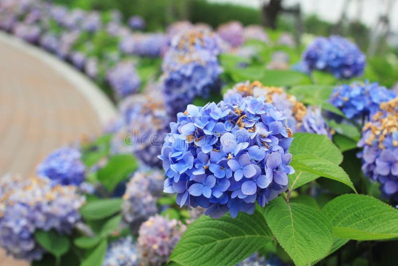 Hydrangea garden in Japan stock image. Image of full - 51265807