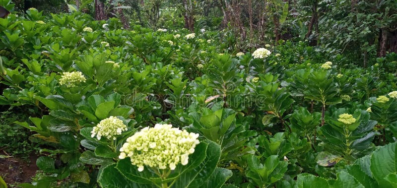 The Hydrangea Garden is Starting To Bloom Stock Image - Image of flower ...