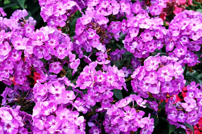 Hydrangea is a Genus of Flowering Plants of the Hortense Family Stock ...