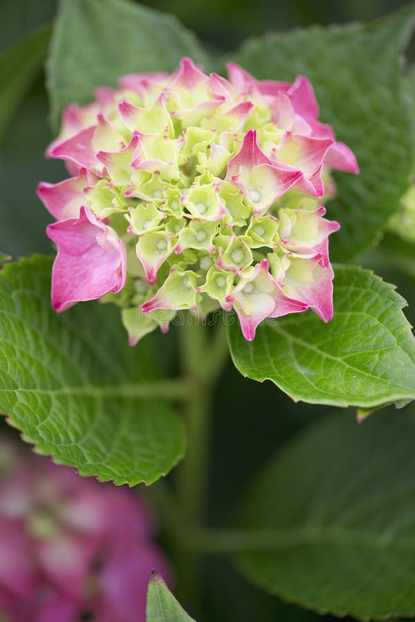 Hydrangea - Glowing Ember stock image. Image of glowing - 57715731