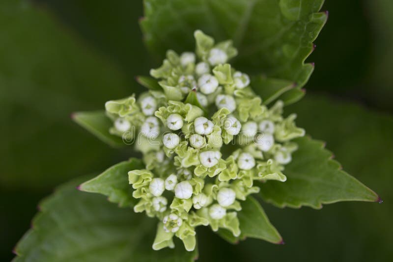 Hydrangea - Glowing Ember stock image. Image of pink - 57688481