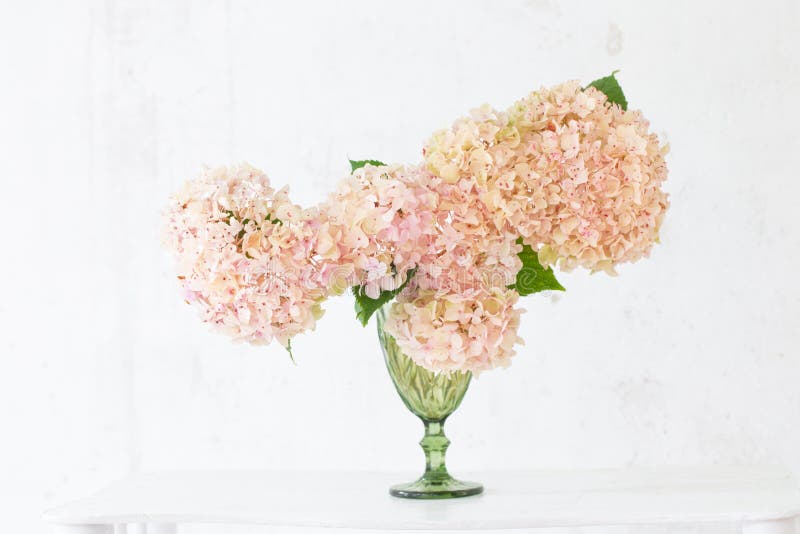 Hydrangea in Green Glass on White Background Stock Image - Image of ...