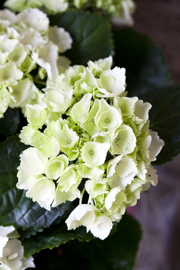 Hydrangea stock photo. Image of floral, french, bush - 66481214