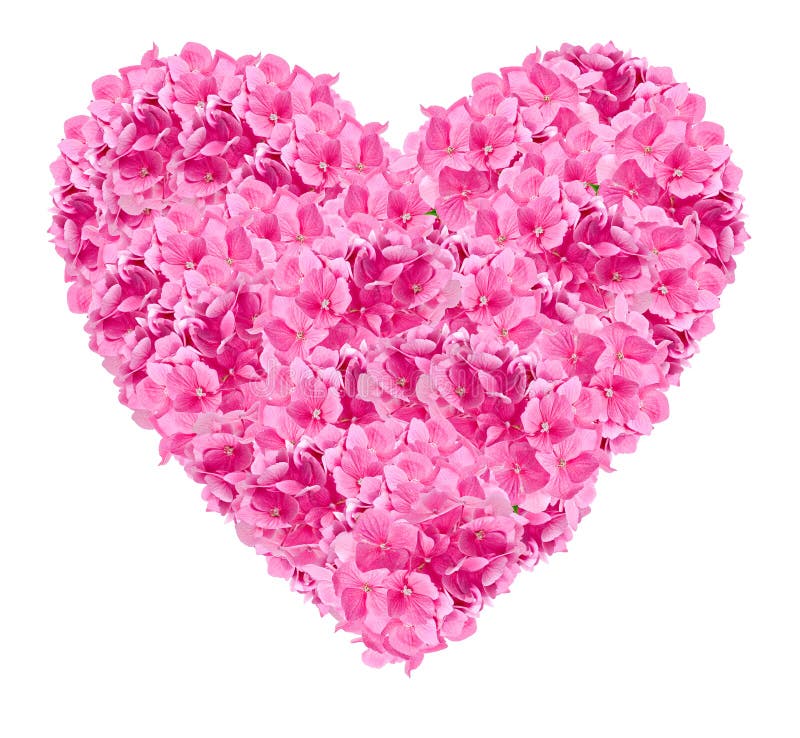 Hydrangea heart stock photo. Image of hydrangea, flower - 19556262