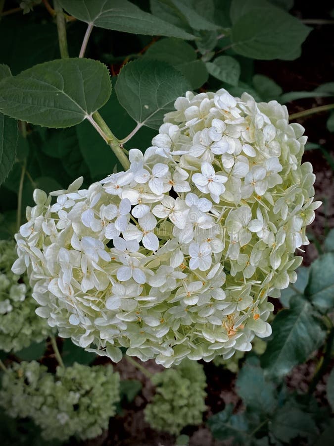 Hydrangea is a heart stock image. Image of hydrangea - 253360999