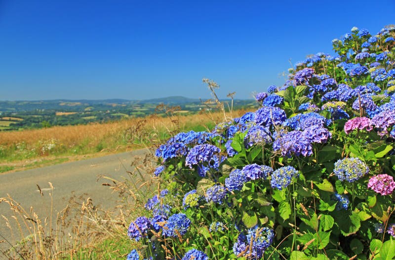 Hydrangea Hortensia stock image. Image of blue, france - 42438799