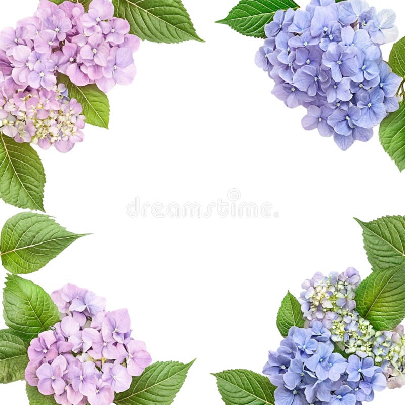 Hydrangea Hortensis Plant Border on Transparent Background - Ai ...