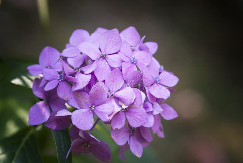 Hydrangea hortensis stock image. Image of close, gardens - 42248513