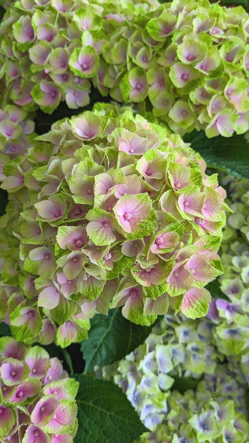 Hydrangea, Hydrangea, in a Close-up Stock Photo - Image of outdoor ...