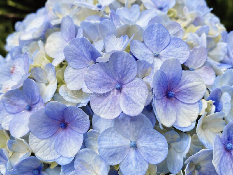 Hydrangea Hydrangeas Blue Purple Flower Stock Photo - Image of purple ...