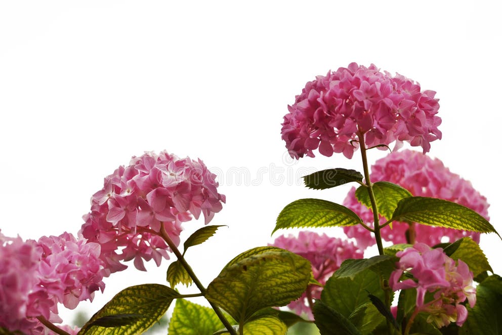 Hydrangea Isolated on White Background Stock Image - Image of close ...
