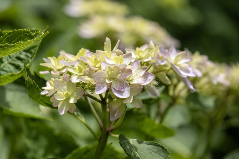 Hydrangea in Japanese Temple, Kamakura Stock Photo - Image of plant ...