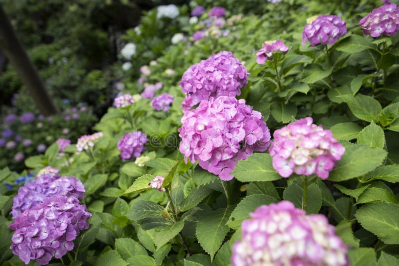 Hydrangea in Japanese Temple in Kamakura Japan Stock Image - Image of ...