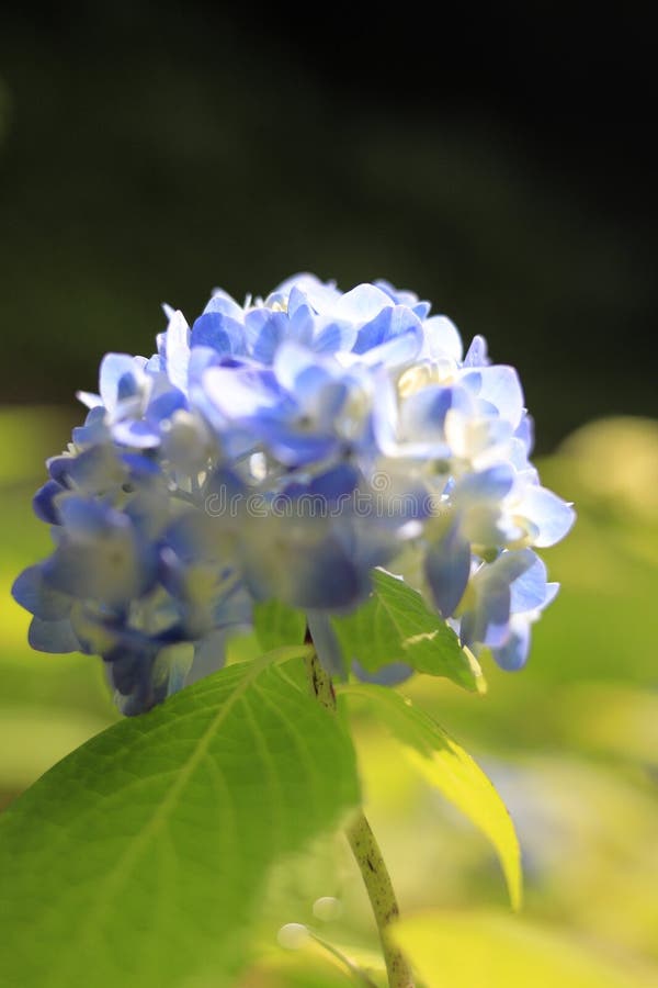 Hydrangea in Kamakura, Kanagawa, Japan Stock Photo - Image of sunny ...