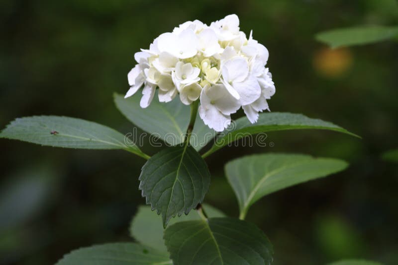 Hydrangea in Kamakura stock photo. Image of plant, japan - 118594070