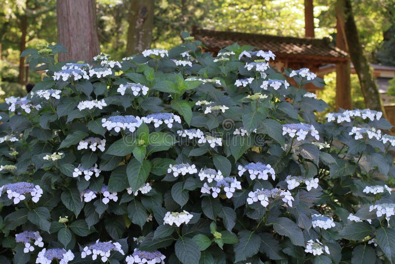 Hydrangea in Kamakura Light Blue Stock Image - Image of hydrangea ...