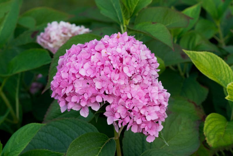 Hydrangea Largeâ€”leaved, or Hydrangea Large-leaved (Latin Hydrangea ...