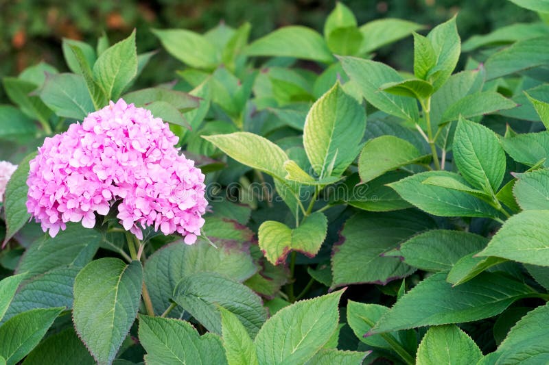 Hydrangea Largeâ€”leaved, or Hydrangea Large-leaved (Latin Hydrangea ...