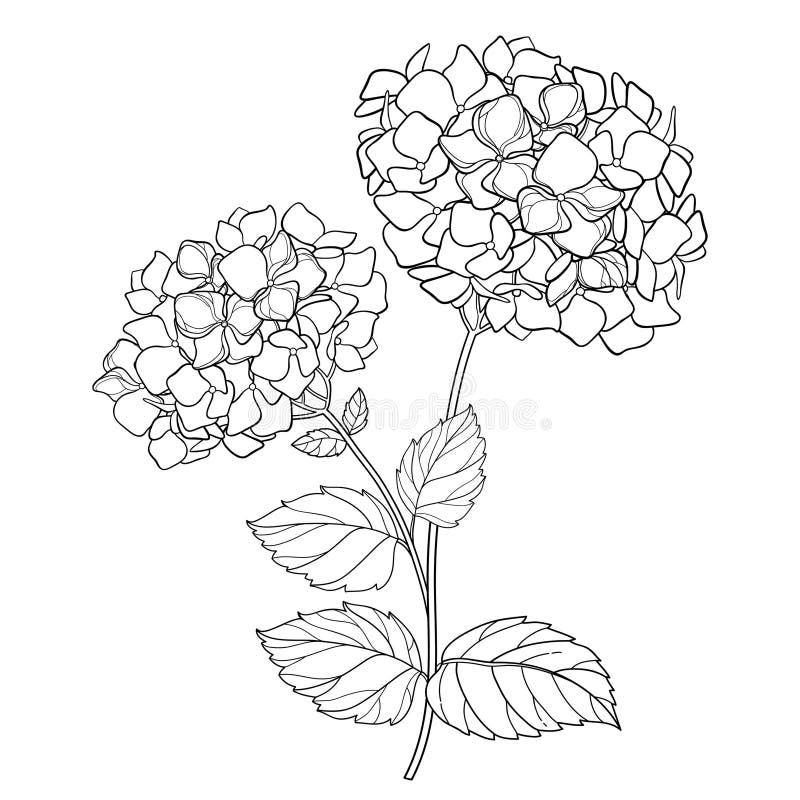 Branch with Outline Hydrangea or Hortensia Flowers and Leaves in Black ...