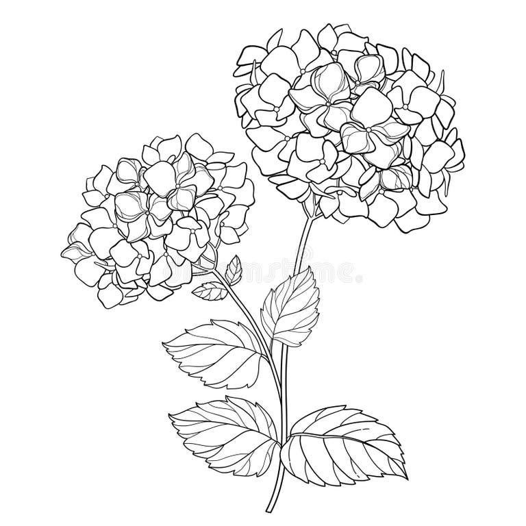 Branch with Outline Hydrangea or Hortensia Flowers and Leaves in Black ...