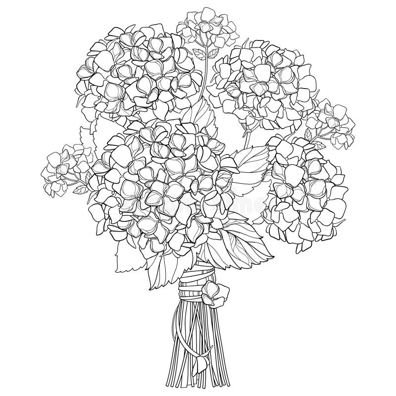 Bouquet with Outline Hydrangea or Hortensia Flowers and Leaves in Black ...