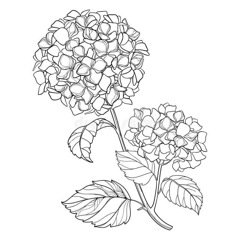 Outline Hydrangea or Hortensia Flowers and Ornate Leaves in Black ...