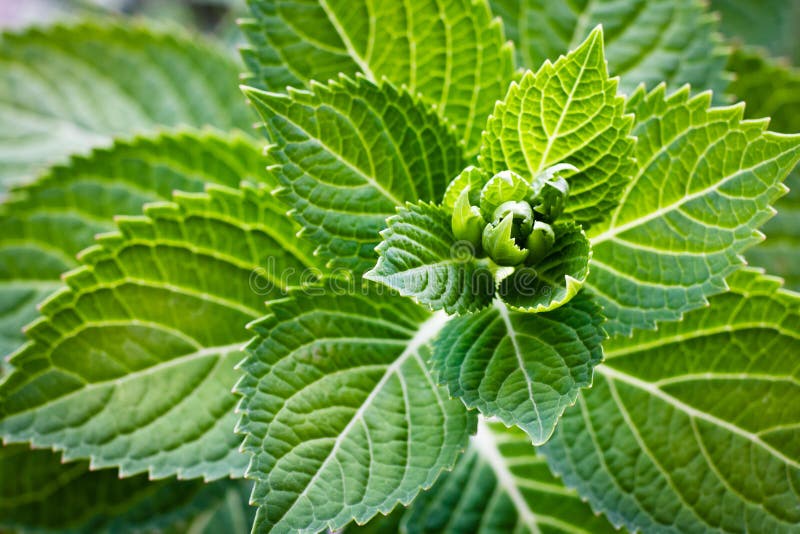 Hydrangea leaves stock image. Image of closeup, natural - 26979057