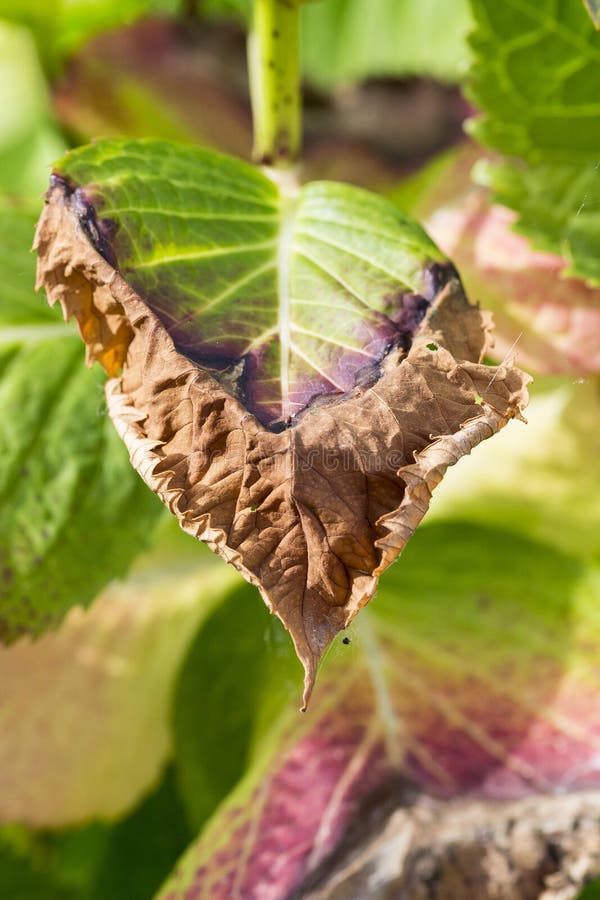 Hydrangea Leaves Disease Frozen Stock Photo - Image of hydrangea ...